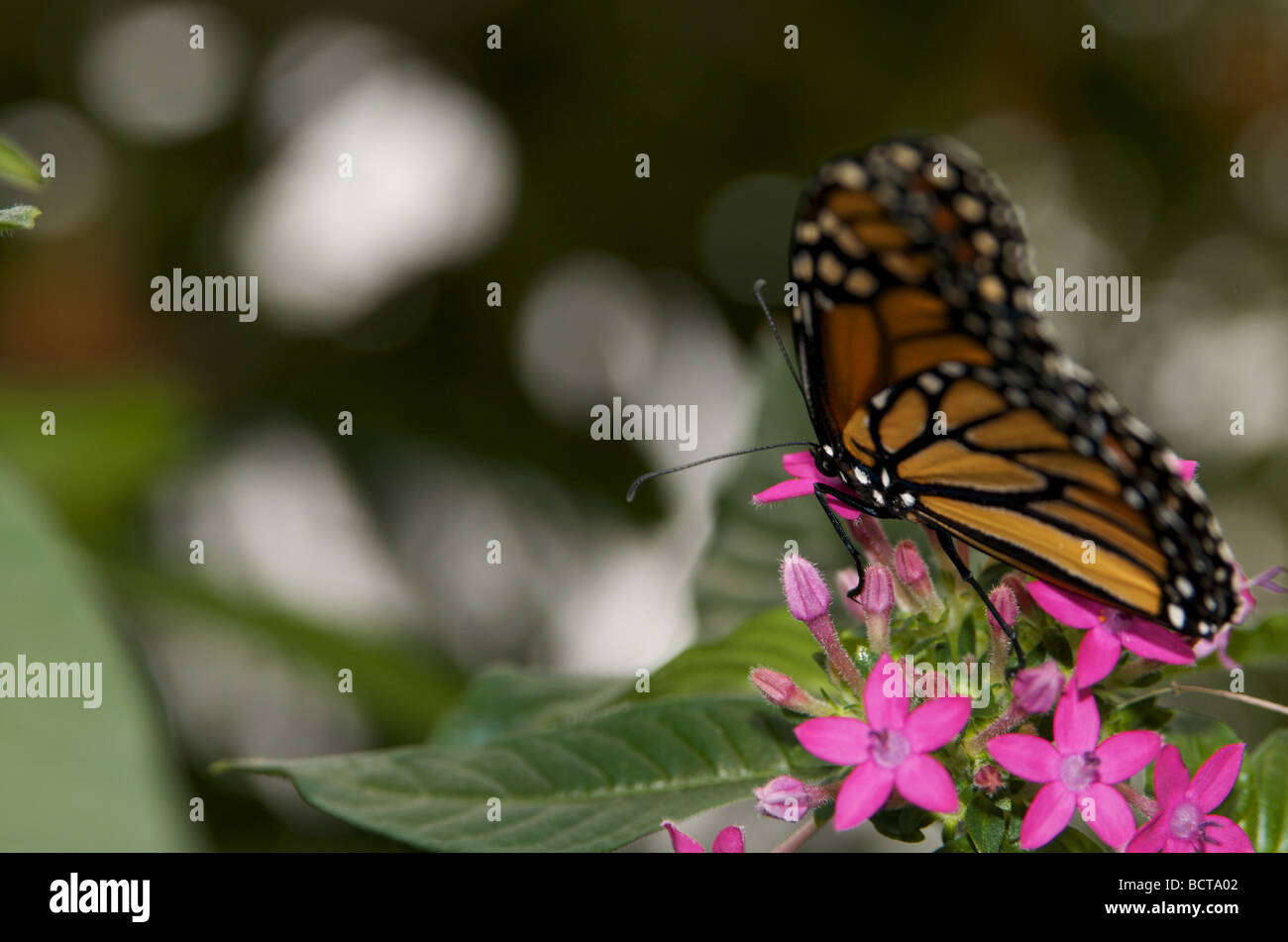 Butterfly over flower hi-res stock photography and images - Alamy