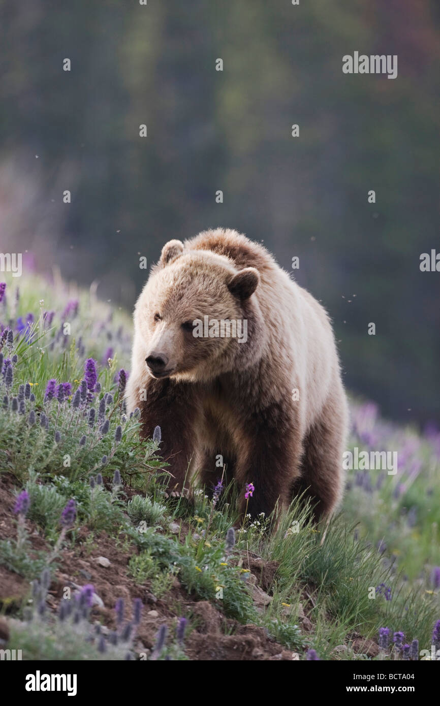 Grizzly Bear Ursus arctos horribilis adult in Purple Fringe Phacelia ...