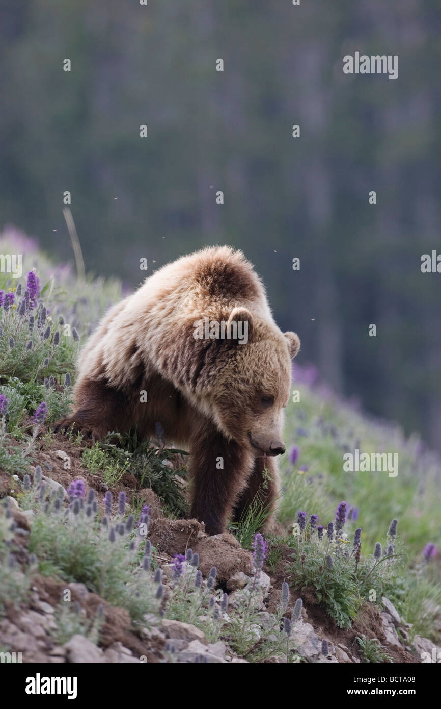 Grizzly Bear Ursus arctos horribilis adult in Purple Fringe Phacelia ...