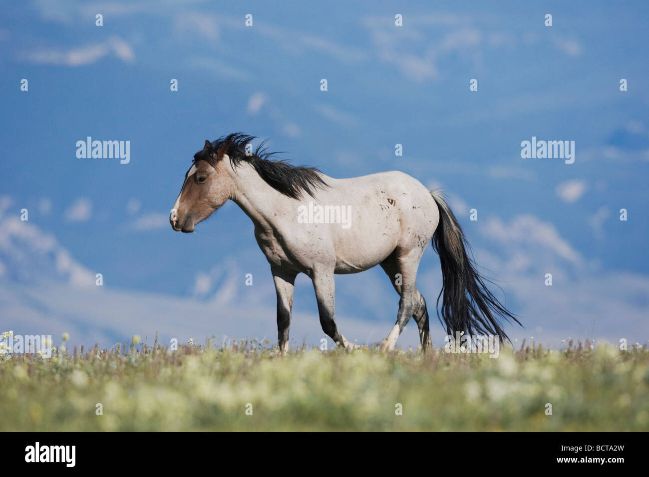 Mustang Horse Equus caballus adult Pryor Mountain Wild Horse Range ...