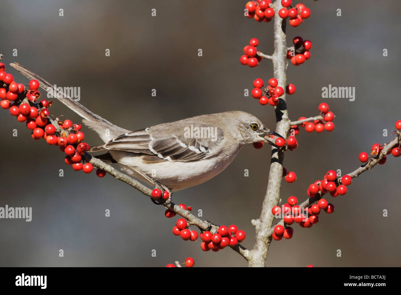Northern Mockingbird Mimus polyglottos adult eating Possum Haw Holly ...