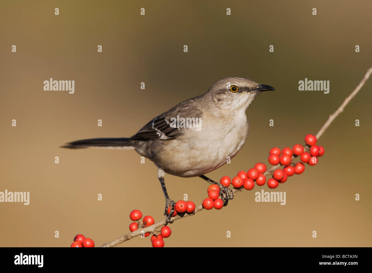 Northern Mockingbird Mimus polyglottos adult eating Possum Haw Holly ...