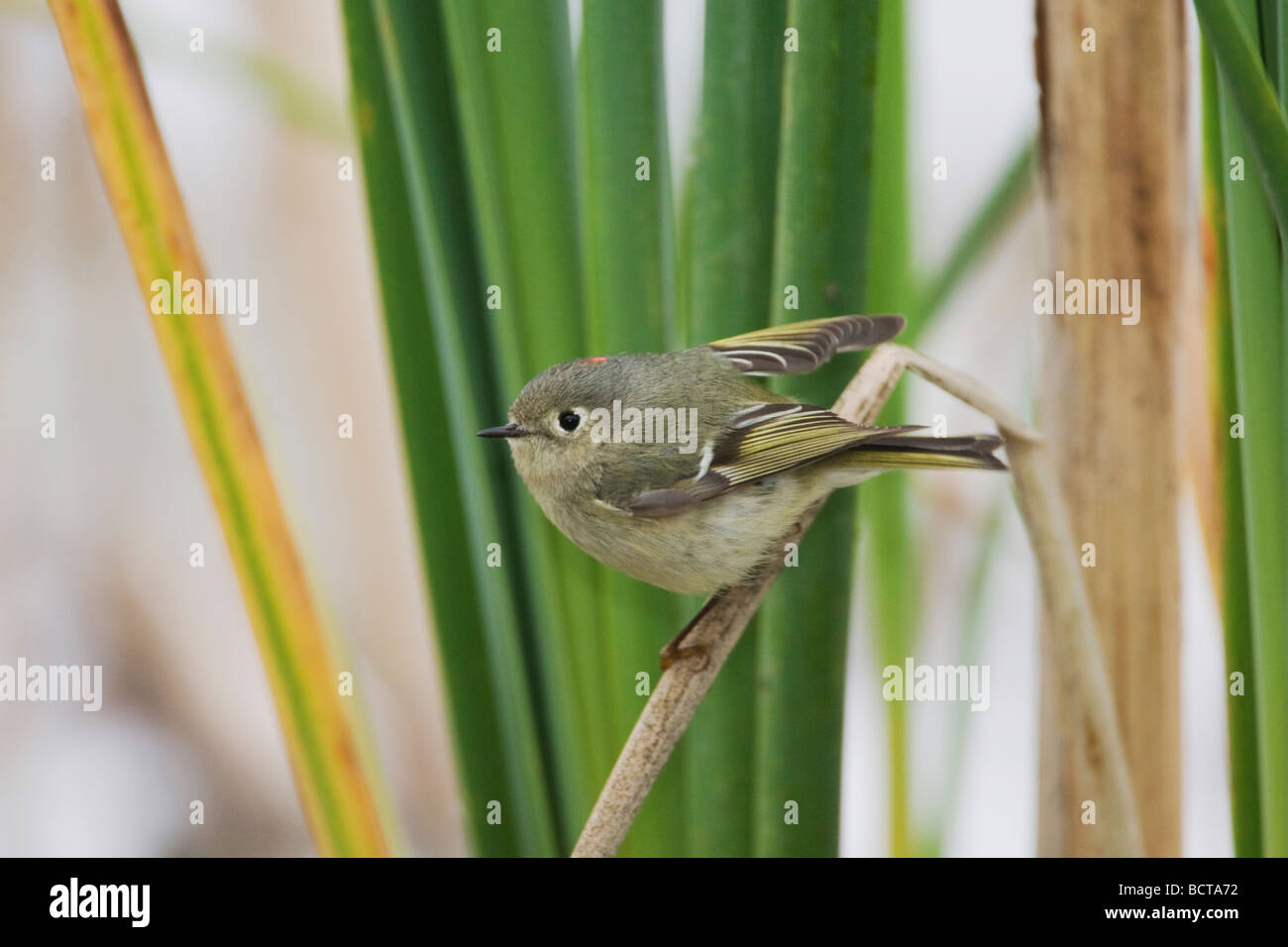Ruby crowned Kinglet Regulus calendula Sinton Corpus Christi Coastal ...