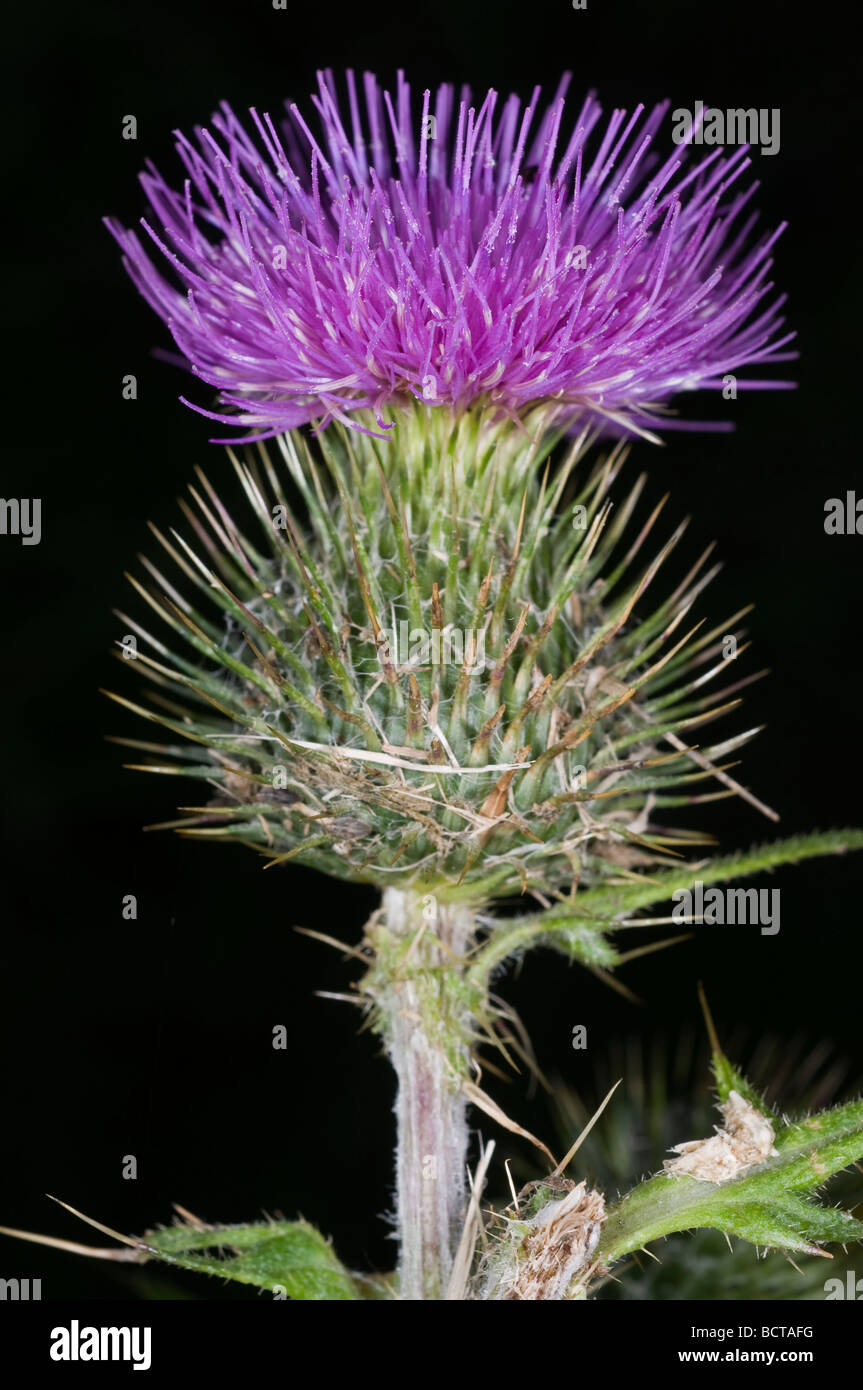 A close-up shot of the Marsh Thistle cirsium palustre in a marsh Stock ...
