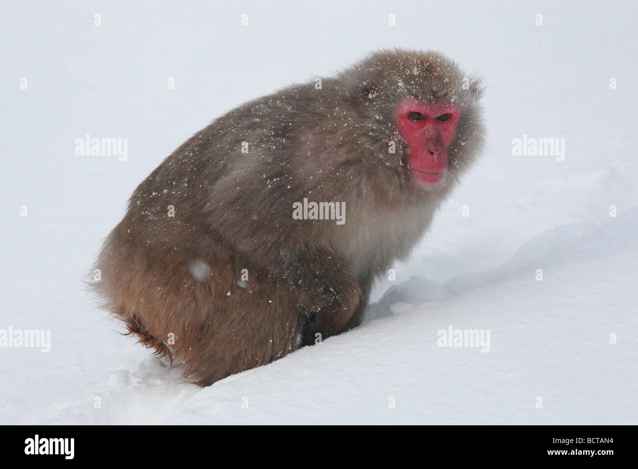 The Japanese Macaque (Macaca fuscata), also known as the Snow Monkey in ...