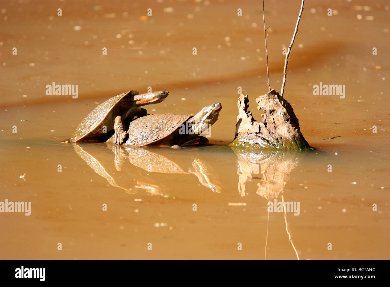 SHORT NECKED TURTLES IN A MUDDY DAM AUSTRALIA BDA Stock Photo - Alamy