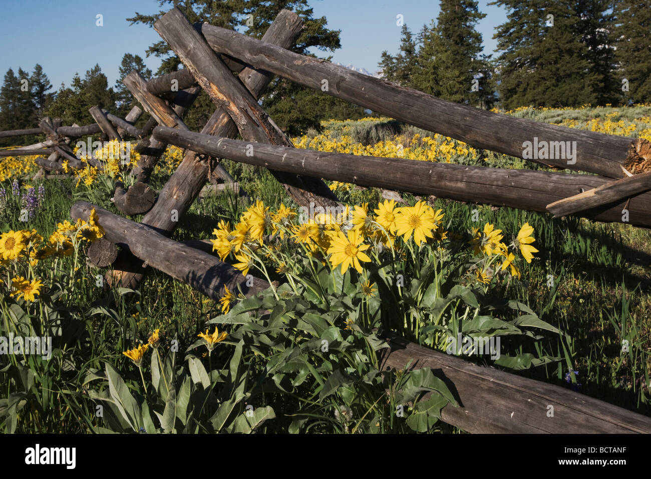 Arrowleaf Balsamroot Balsamorhiza sagittata Grand Teton National Park ...