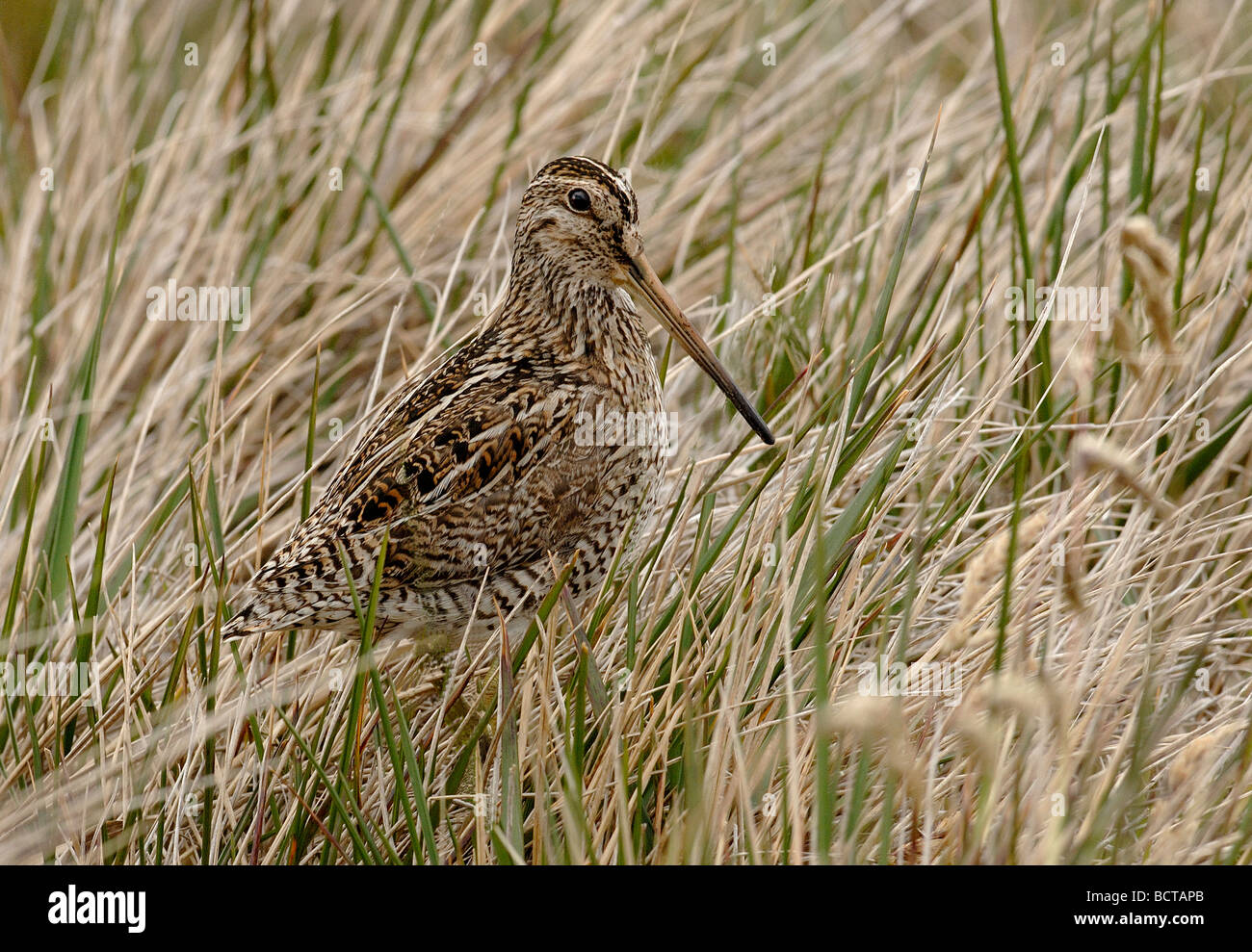 Falklands snipe hi-res stock photography and images - Alamy