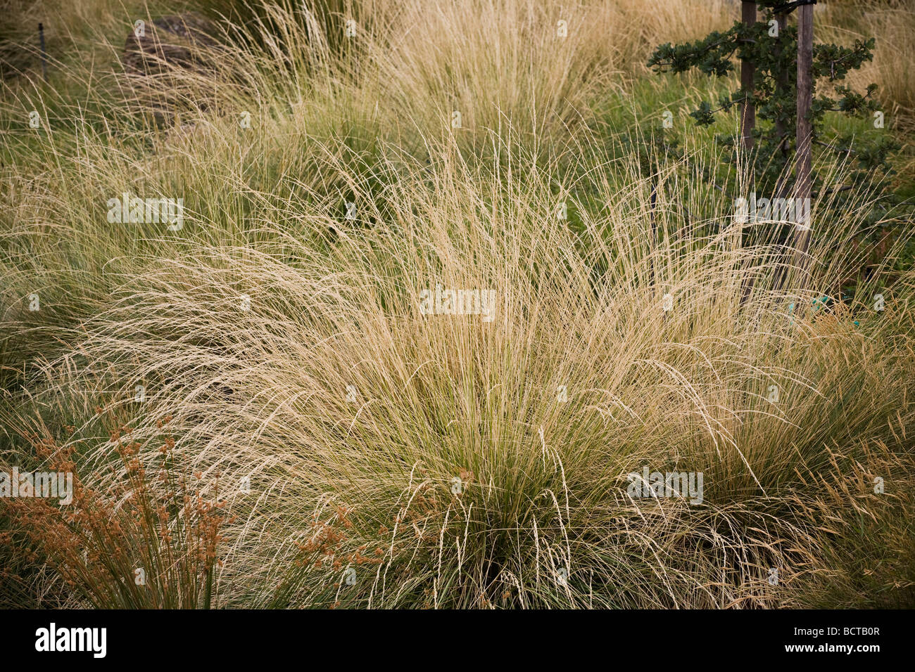 Atlas fescue festuca mairei hi-res stock photography and images - Alamy