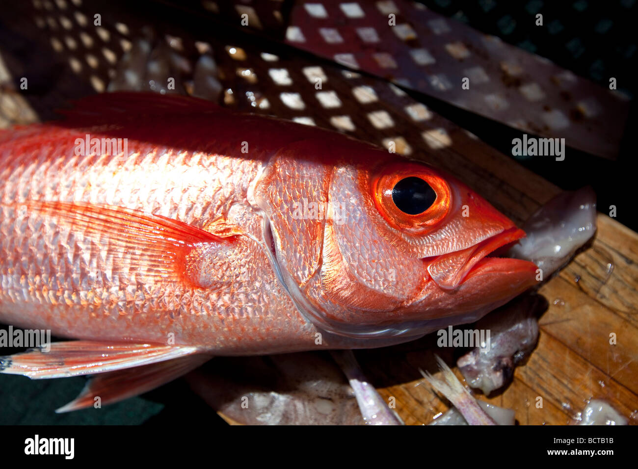 Bottom fishing hi-res stock photography and images - Alamy
