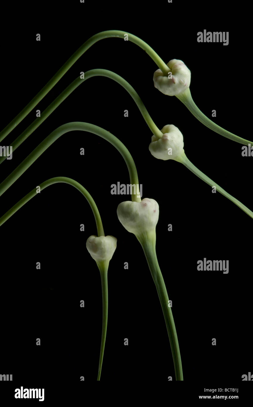 Tops of mature garlic plants Stock Photo - Alamy
