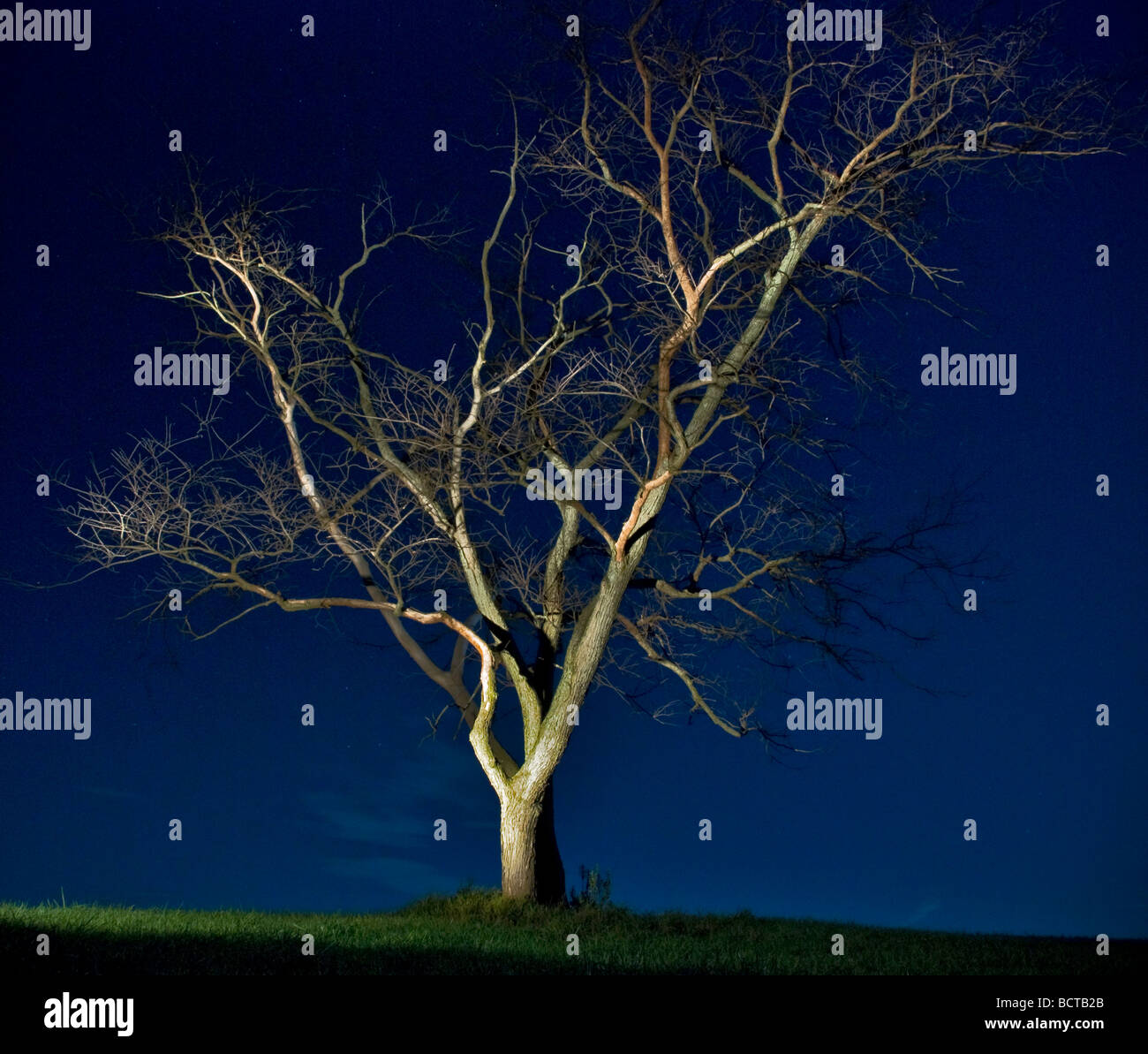 A small tree at night Stock Photo - Alamy