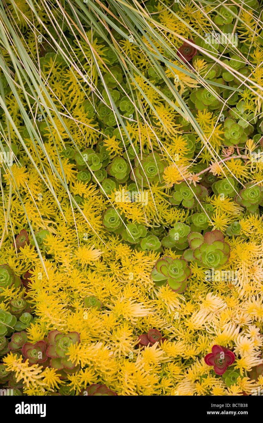 Angelina sedum hi-res stock photography and images - Alamy