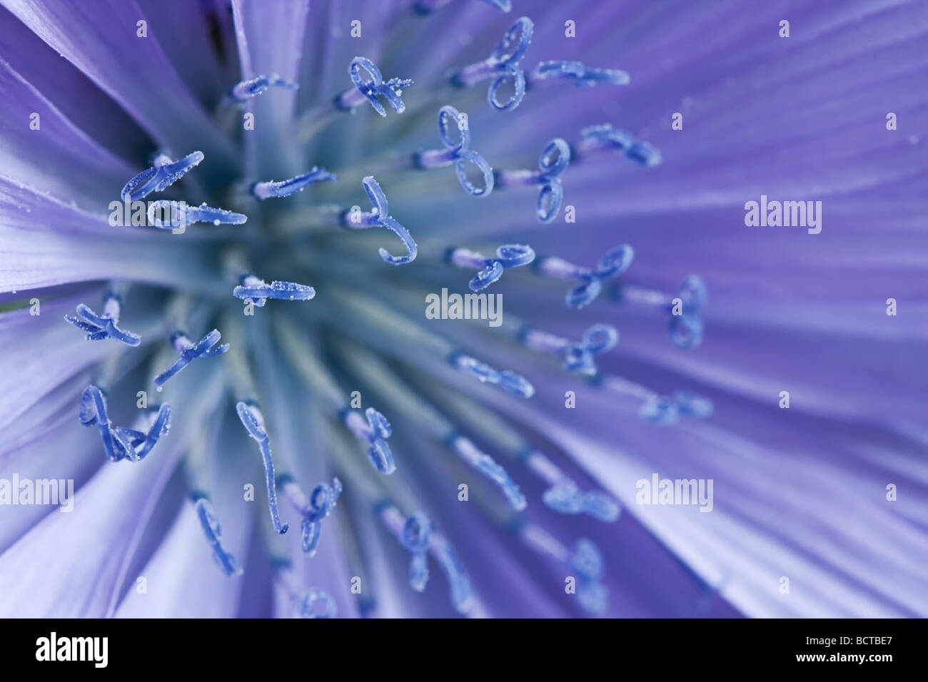 Close up photograph of a purple chicory flower, with a detailed view of ...