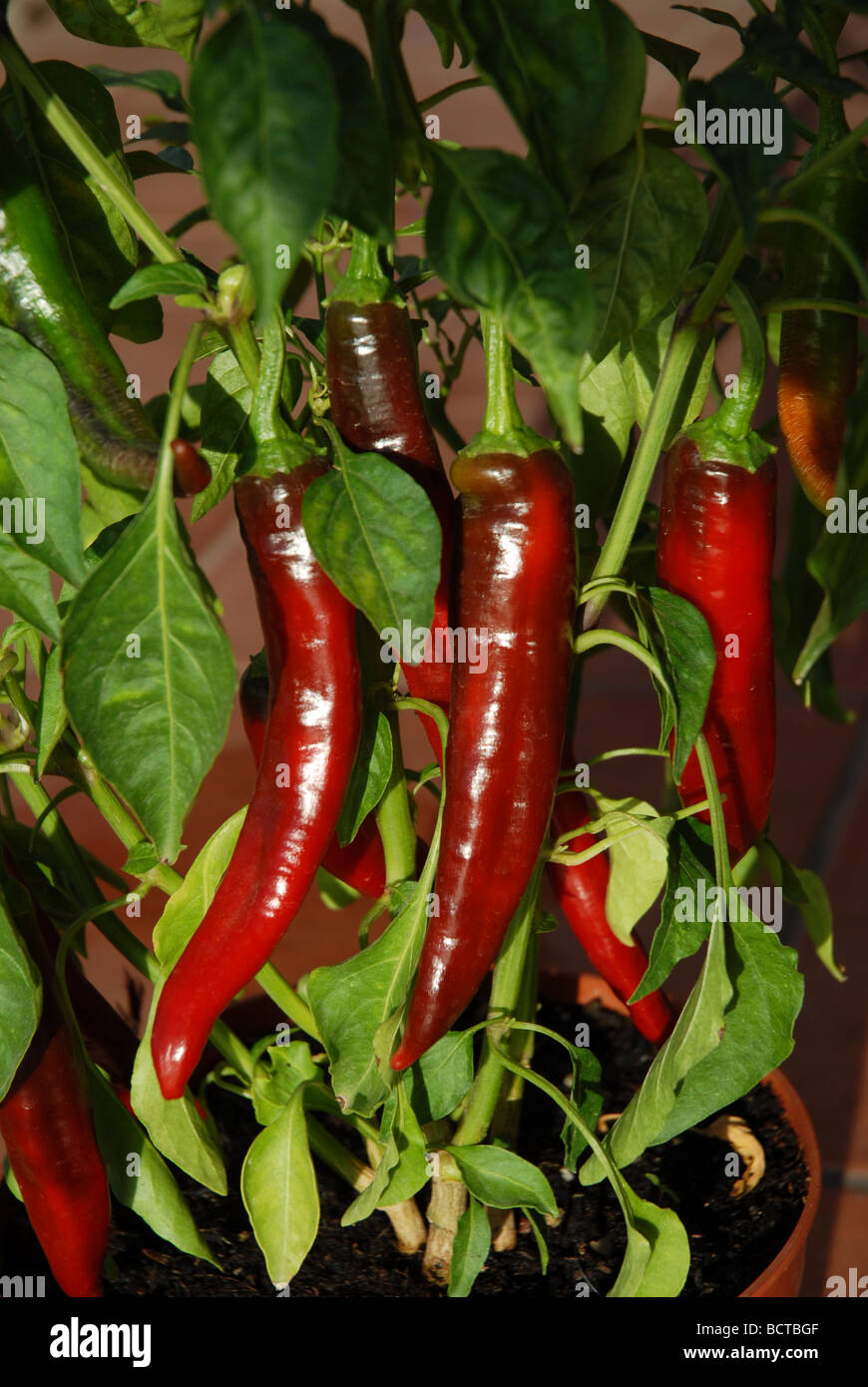 Chilli plant flower fruit hi-res stock photography and images - Alamy