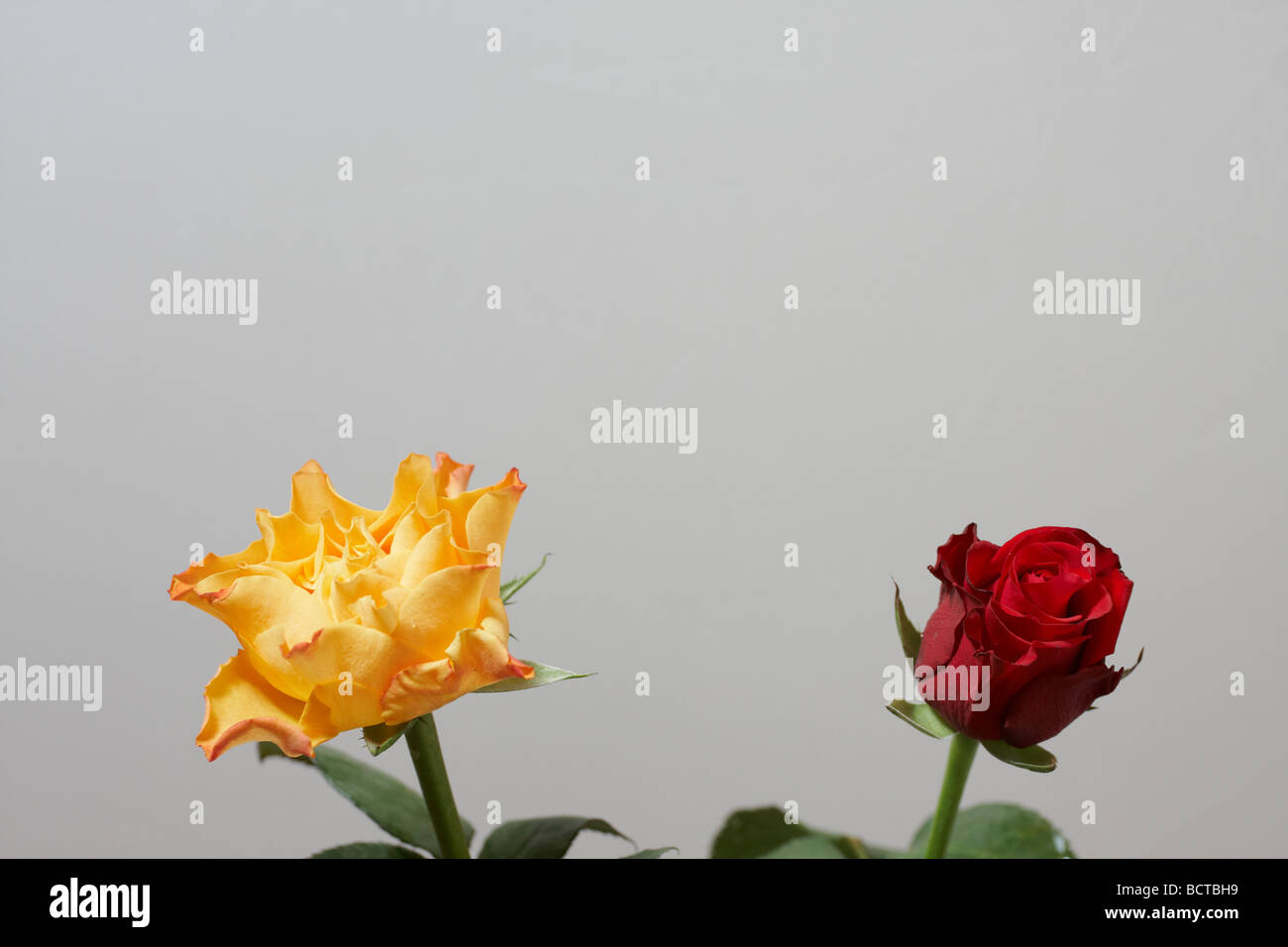 Nice yellow rose with leaf illustration isolated background Stock Photo ...