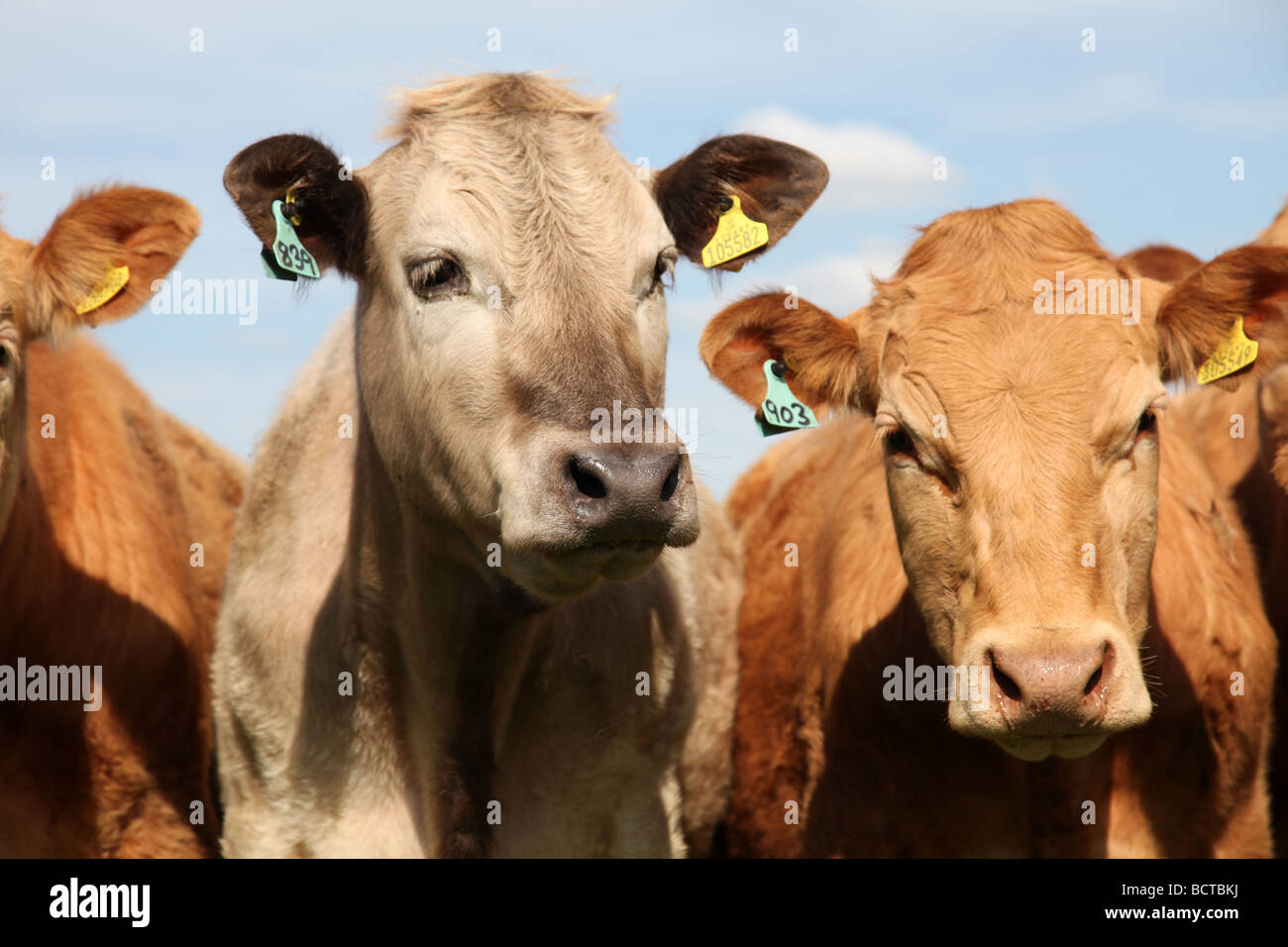Breeding of milk cows hi-res stock photography and images - Alamy
