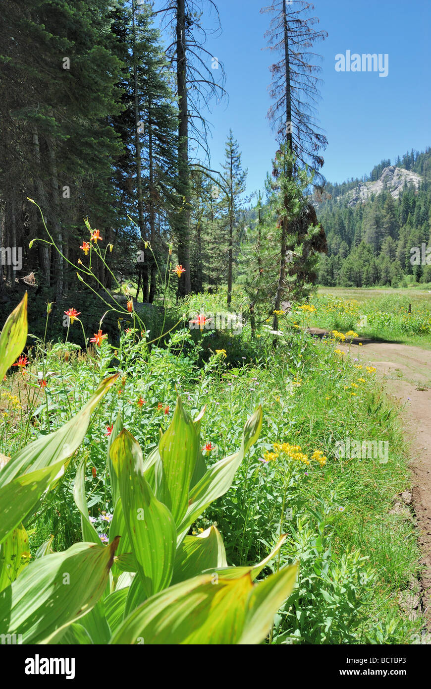 Wildflowers in Beasore Meadow, near Oakhurst, in the central Sierra ...