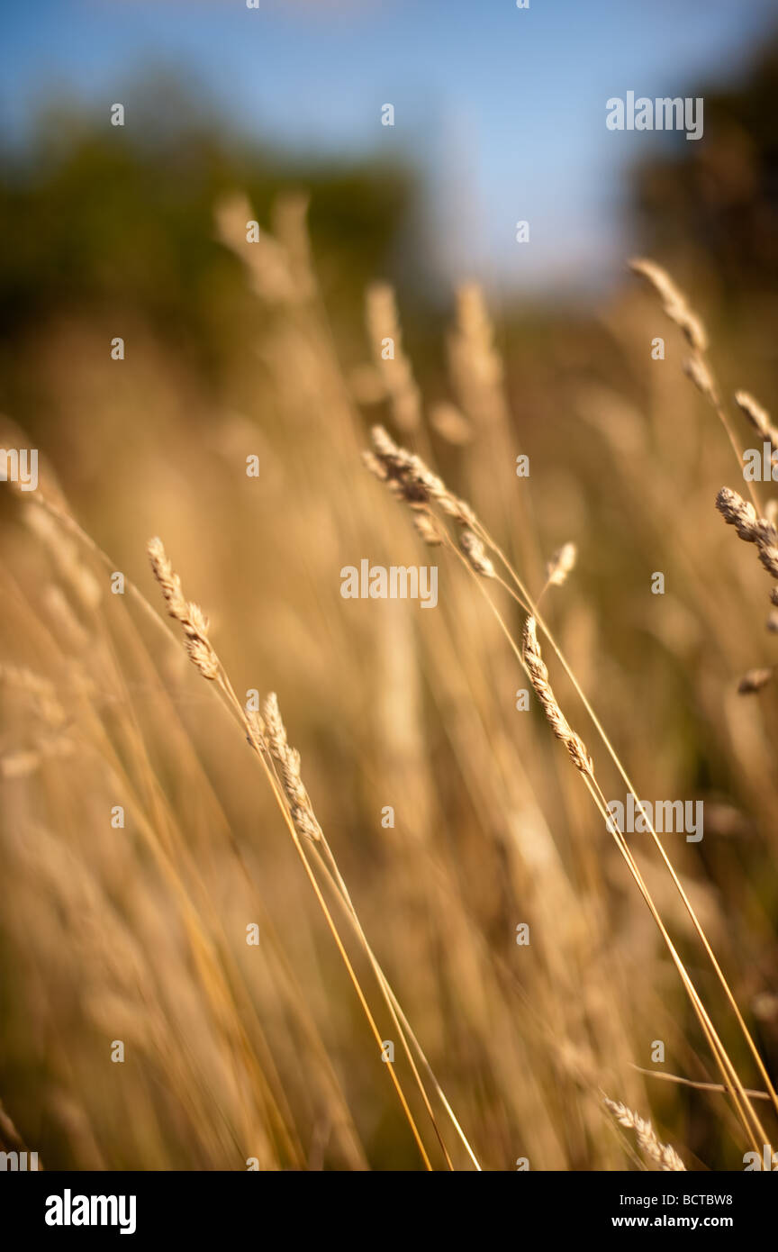 Grass on a country lane Stock Photo - Alamy