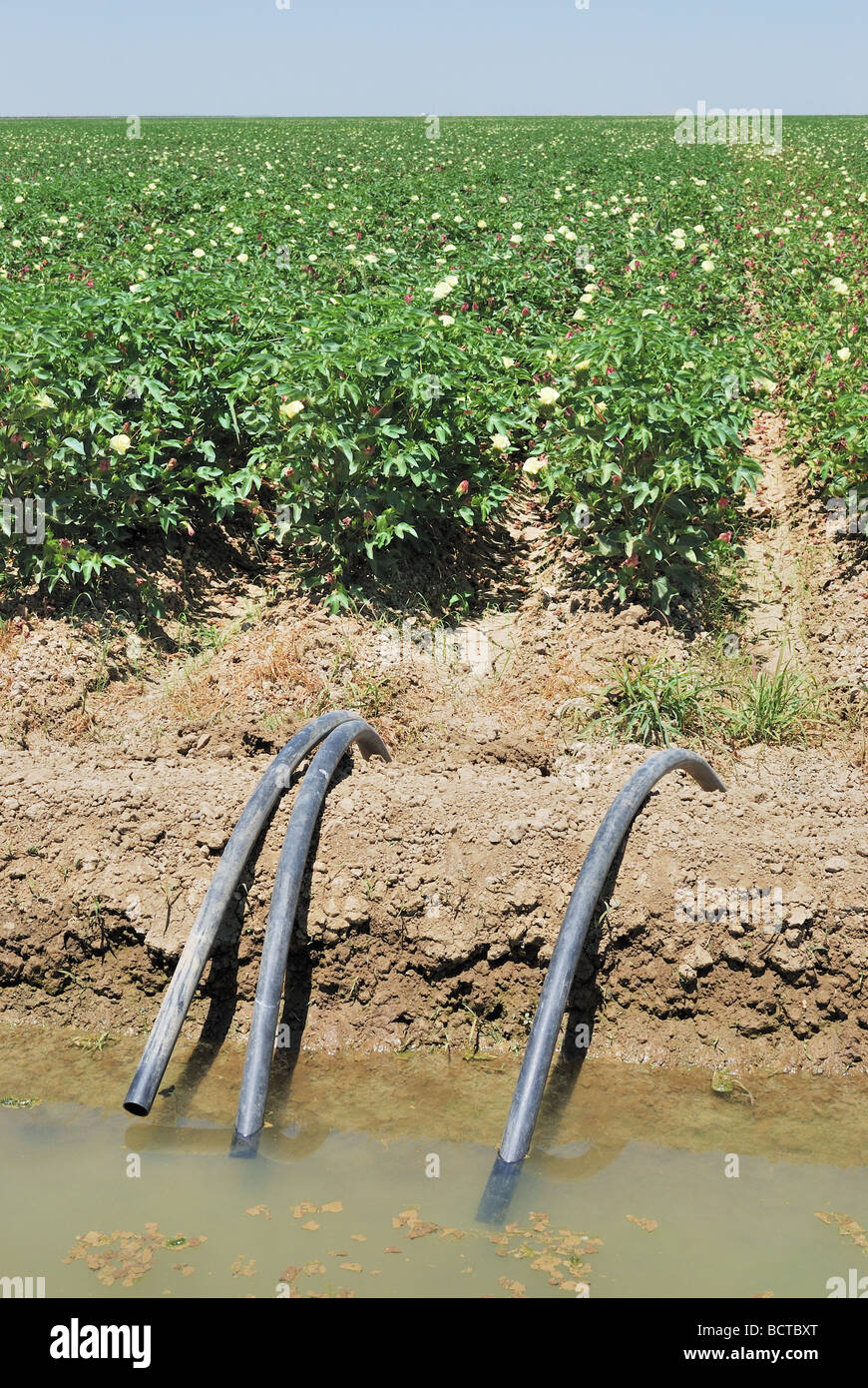Cotton irrigation hi-res stock photography and images - Alamy