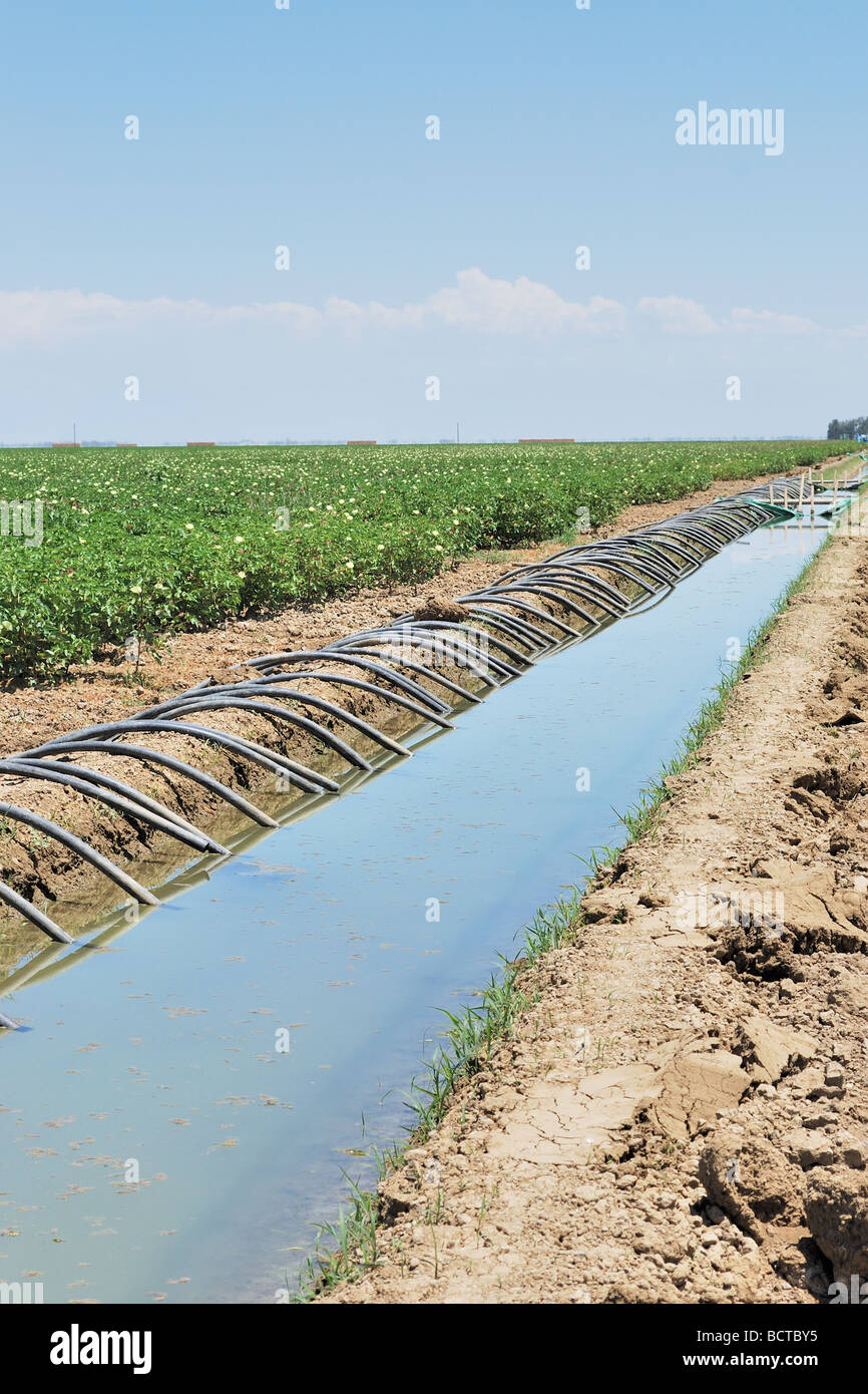Cotton irrigation hi-res stock photography and images - Alamy