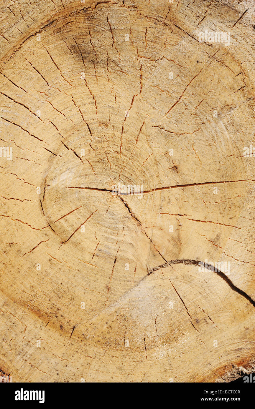 Ash Tree Logs Stock Photo - Alamy