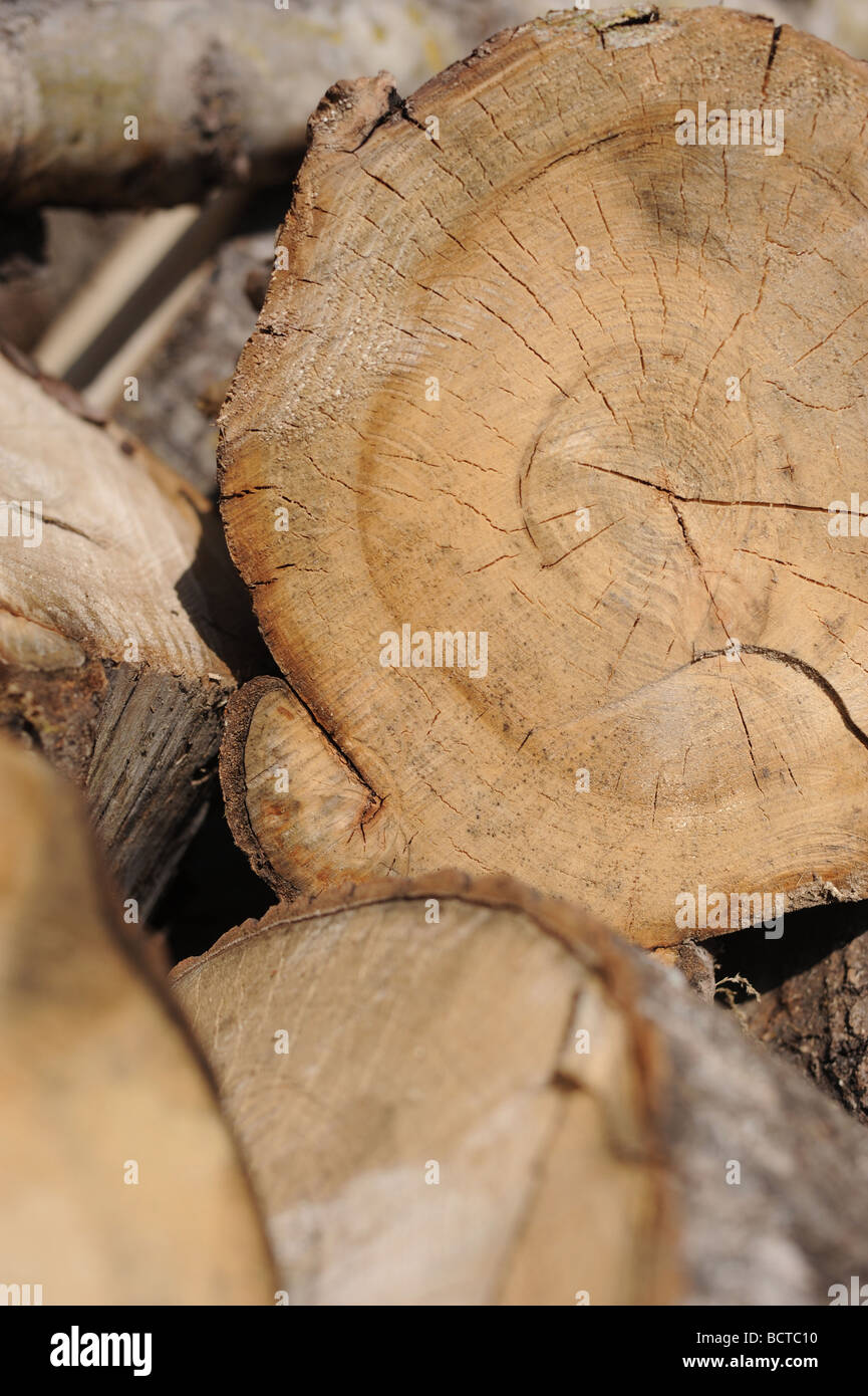 Ash Tree Logs Stock Photo - Alamy