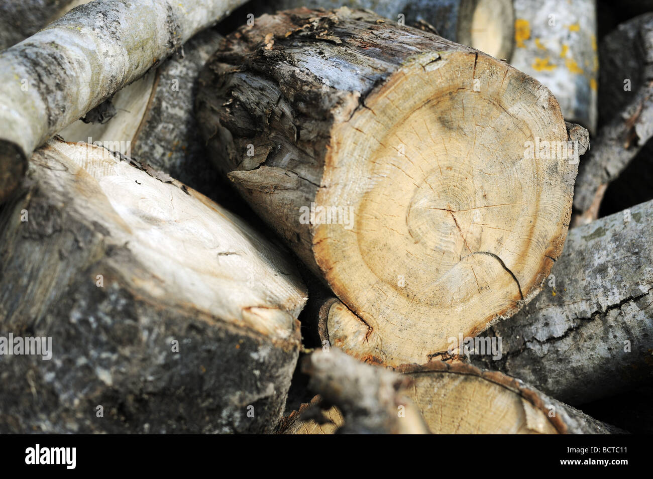 Ash Tree Logs Stock Photo - Alamy