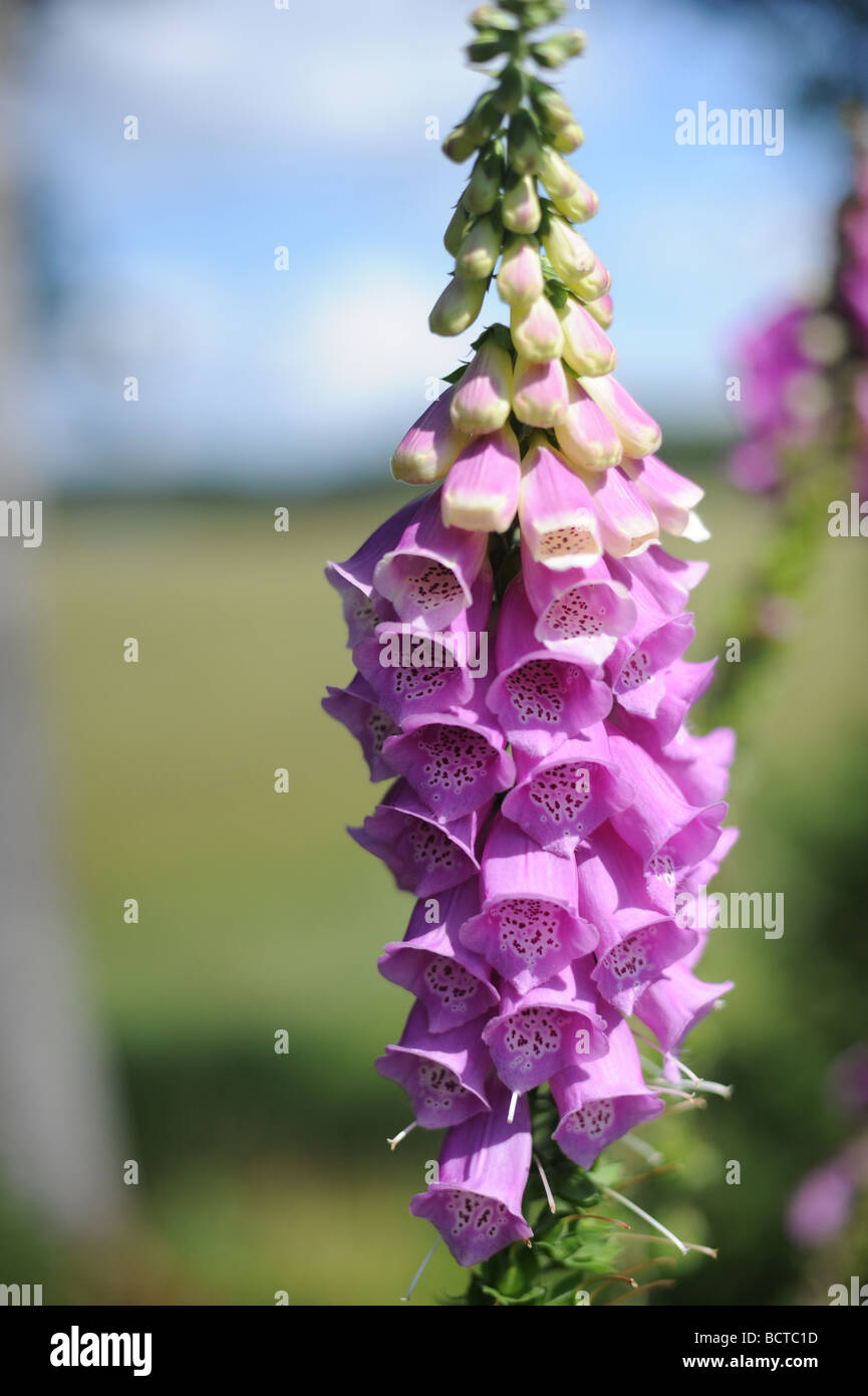 Foxglove hi-res stock photography and images - Alamy