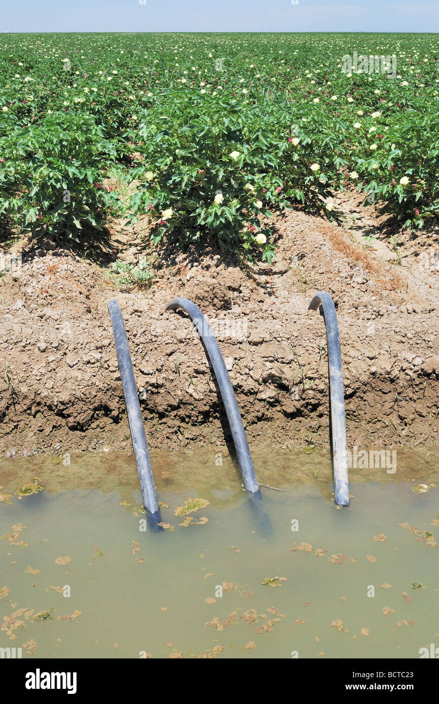 Cotton irrigation hi-res stock photography and images - Alamy