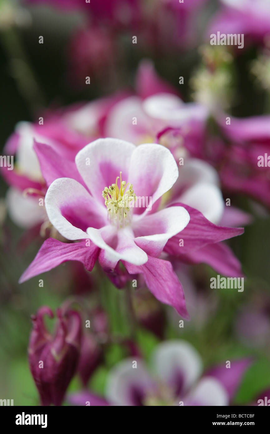 Purple aquilegia columbine flower hi-res stock photography and images ...