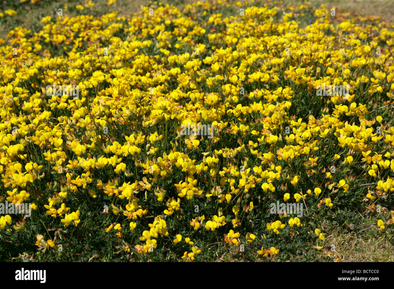 Birdsfoot Trefoil, Lotus corniculatus, Fabaceae Stock Photo - Alamy
