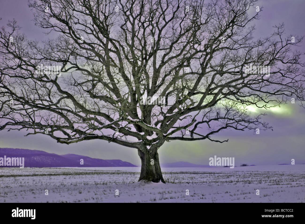 Oak tree in winter hi-res stock photography and images - Alamy