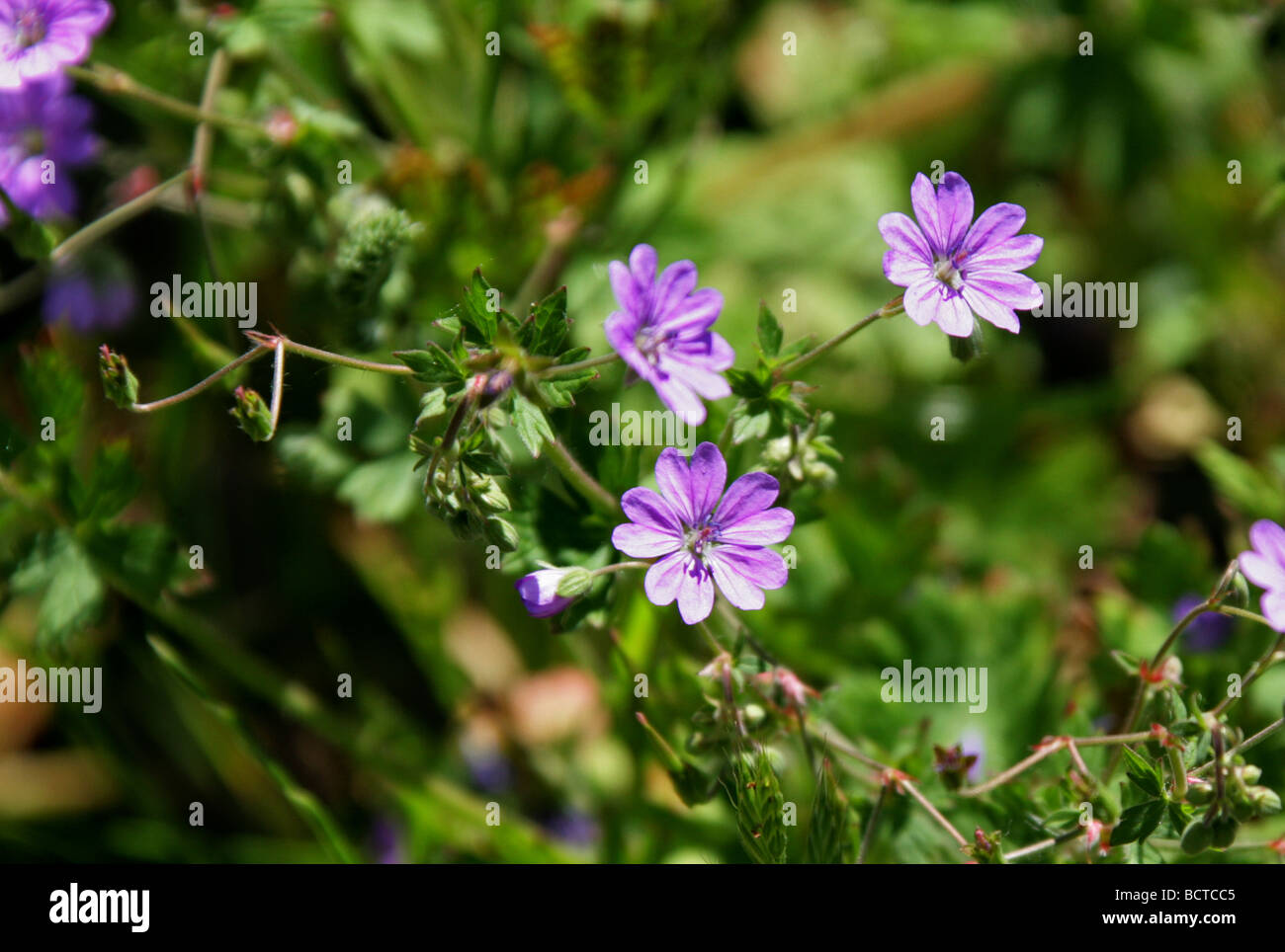 Hedgerow Cranesbill, Geranium pyrenaicum, Geraniaceae Stock Photo - Alamy