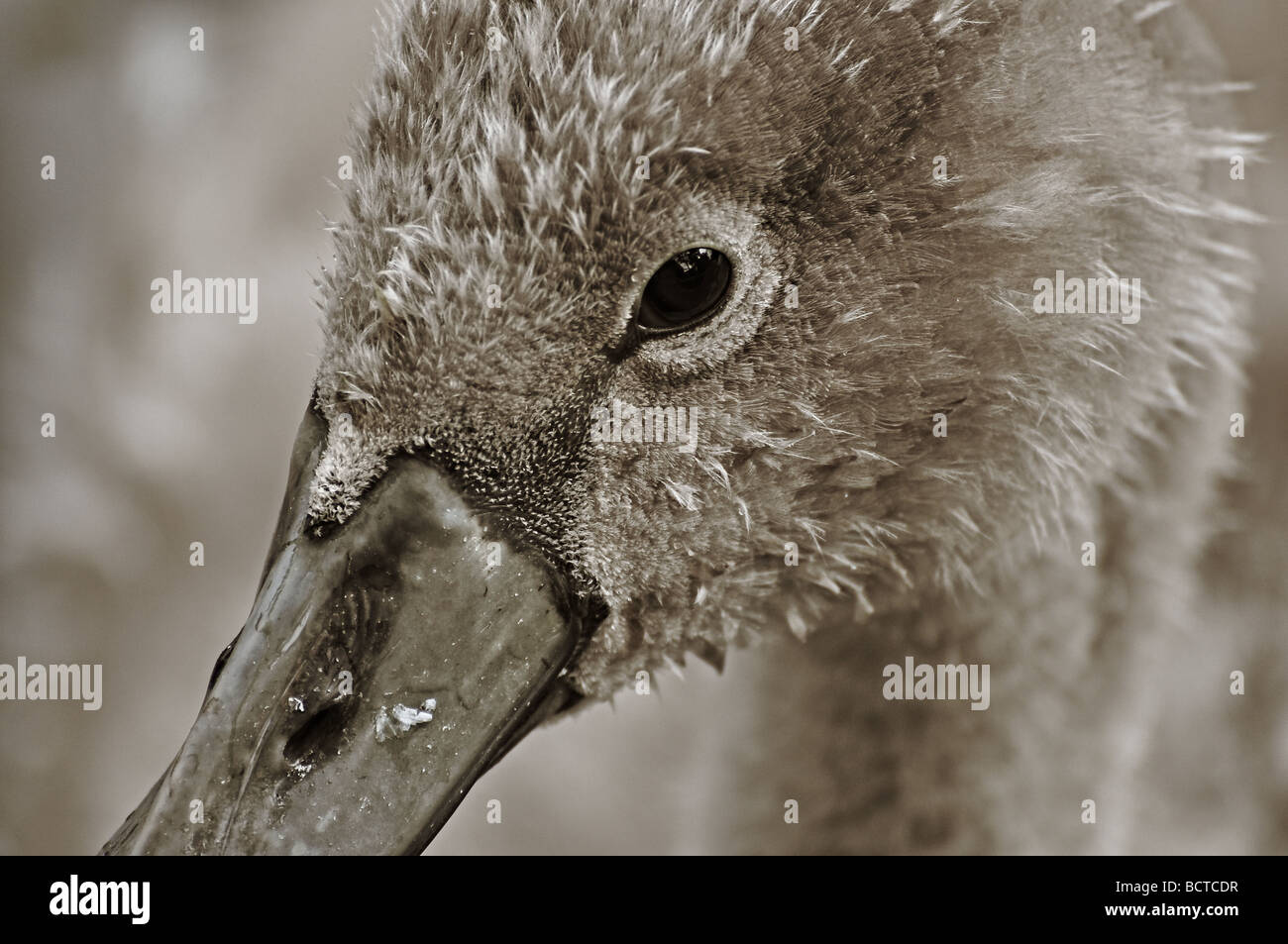 Cygnet profile hi-res stock photography and images - Alamy