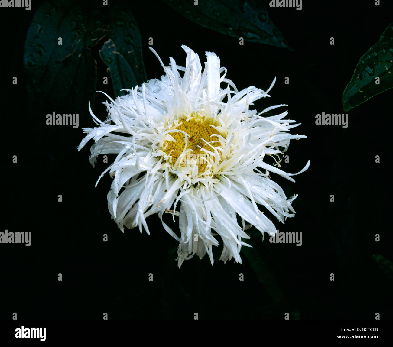 Leucanthemum x superbum hi-res stock photography and images - Alamy