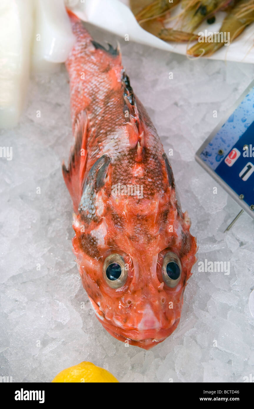 Red fish display hi-res stock photography and images - Alamy