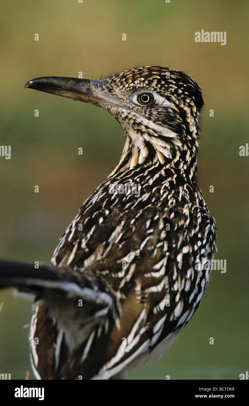 Male and female roadrunner hi-res stock photography and images - Alamy
