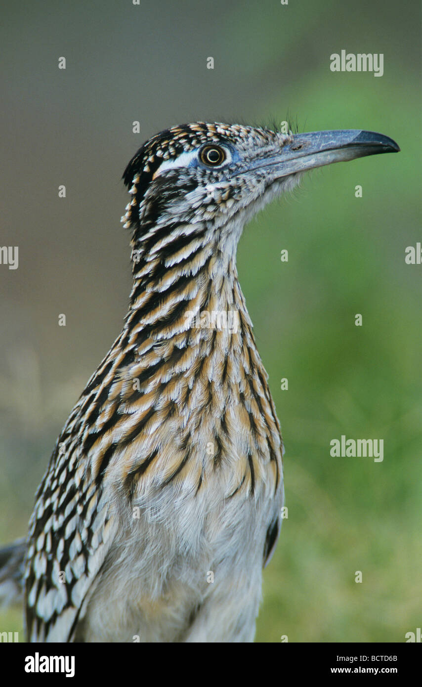 Male and female roadrunner hi-res stock photography and images - Alamy
