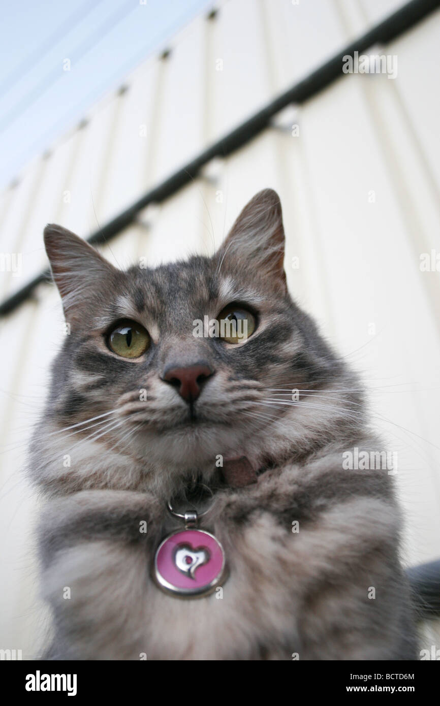 Portrait of a domestic house cat Stock Photo - Alamy