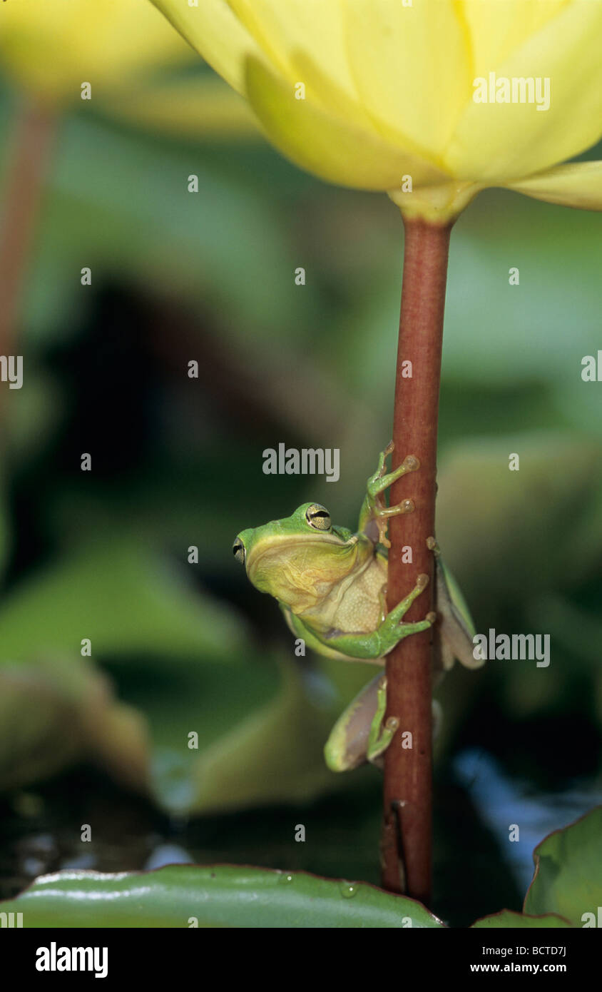 Tree frog on flowers hi-res stock photography and images - Alamy