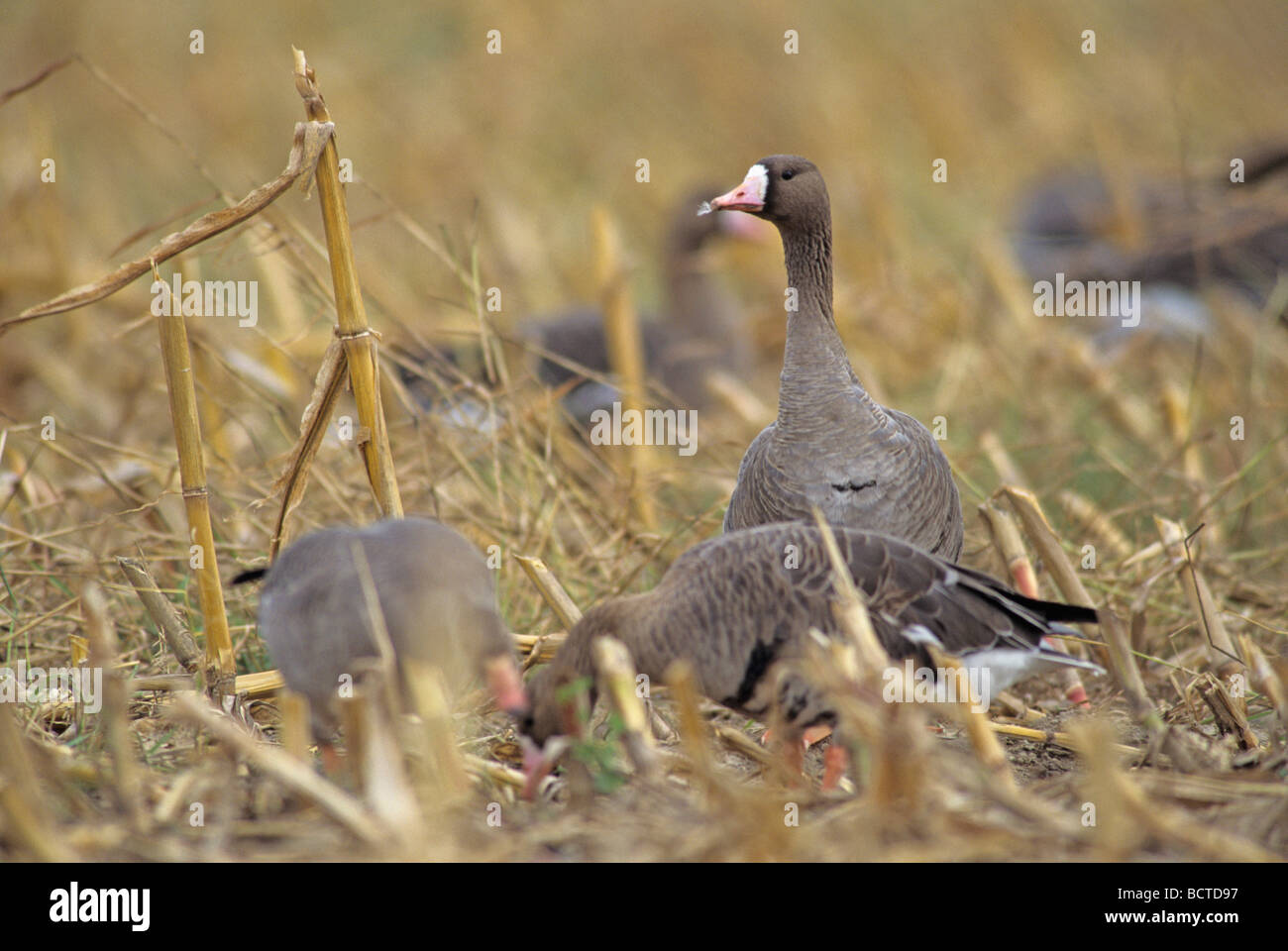 Greater White fronted Goose Anser albifrons group in corn field Ruegen ...