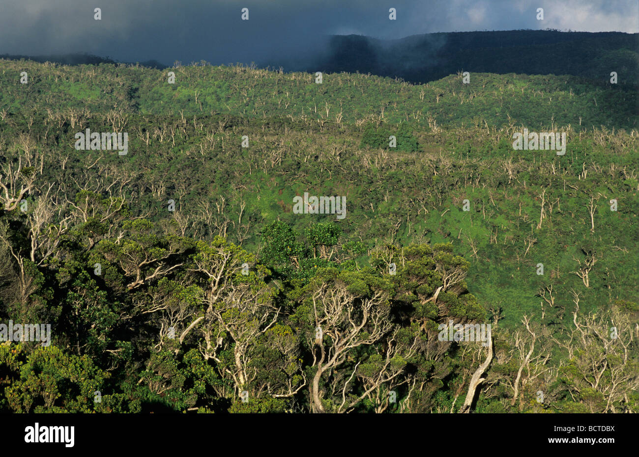 Alakai swamp hawaii hi-res stock photography and images - Alamy