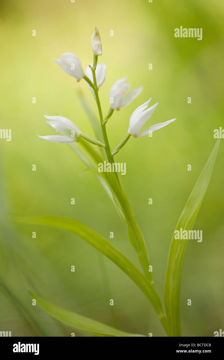 Sword Leaved Helleborine Cephalanthera Longifolia High Resolution Stock Photography and Images ...