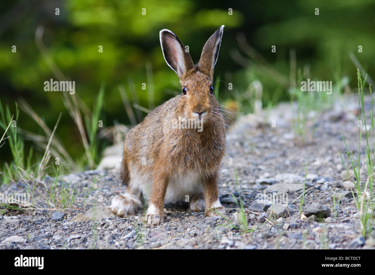 A wild rabbit on the edge of a gravel road on a mountain pass in the ...