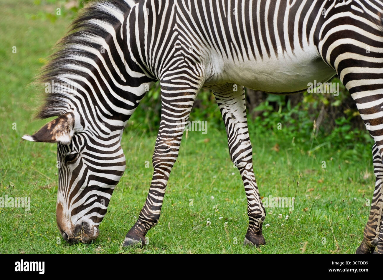 Equus quagga quagga hi-res stock photography and images - Alamy