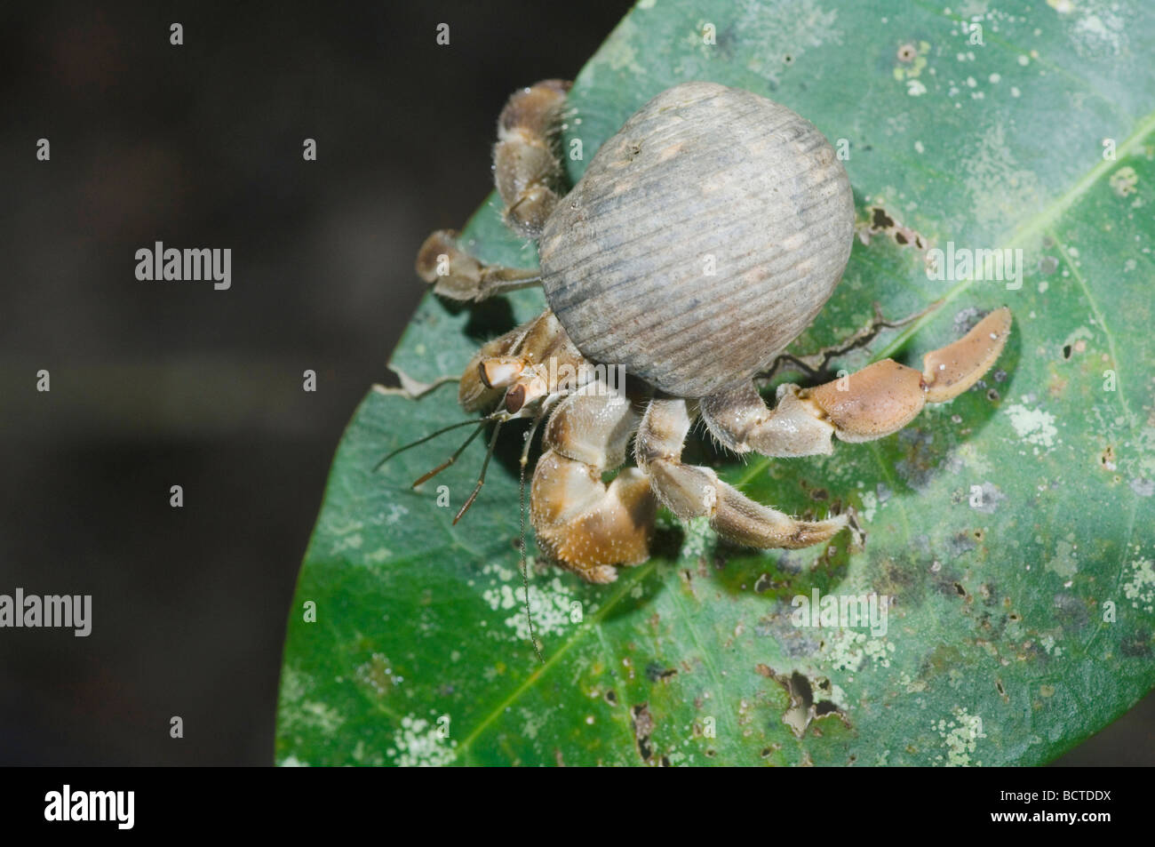 Hermit Crab Pagurus sp adult on leaf Manuel Antonio National Park ...
