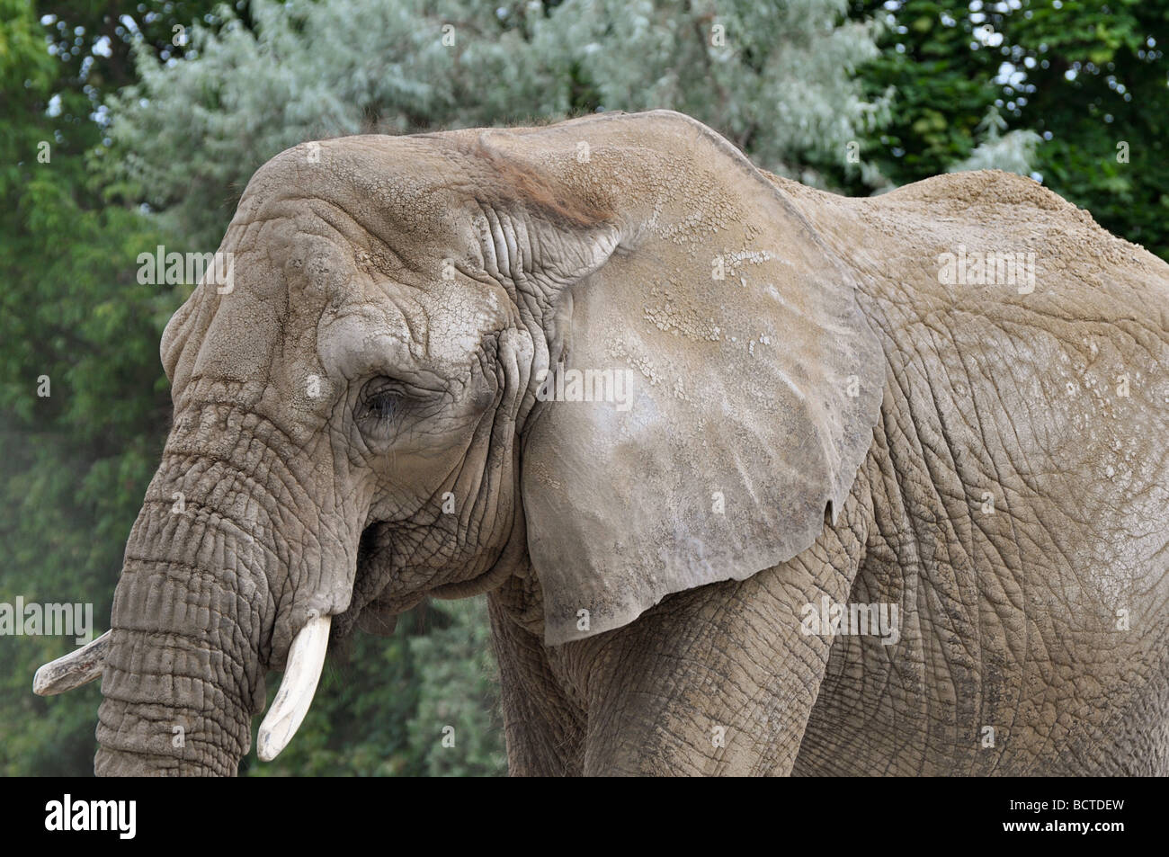 Close up elephant head tusks hi-res stock photography and images - Alamy
