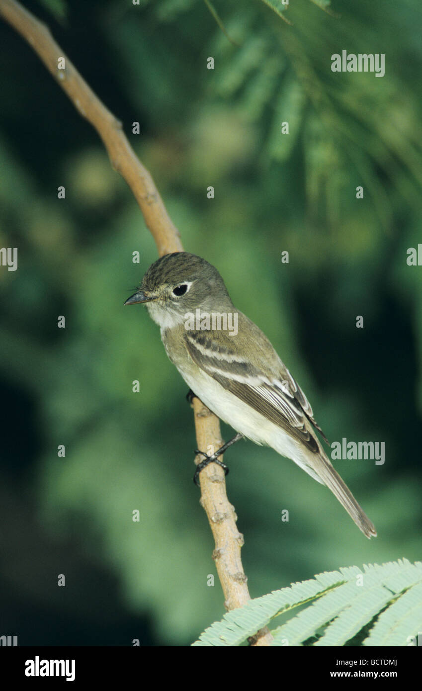Least Flycatcher Empidonax minimus adult South Padre Island Texas USA ...