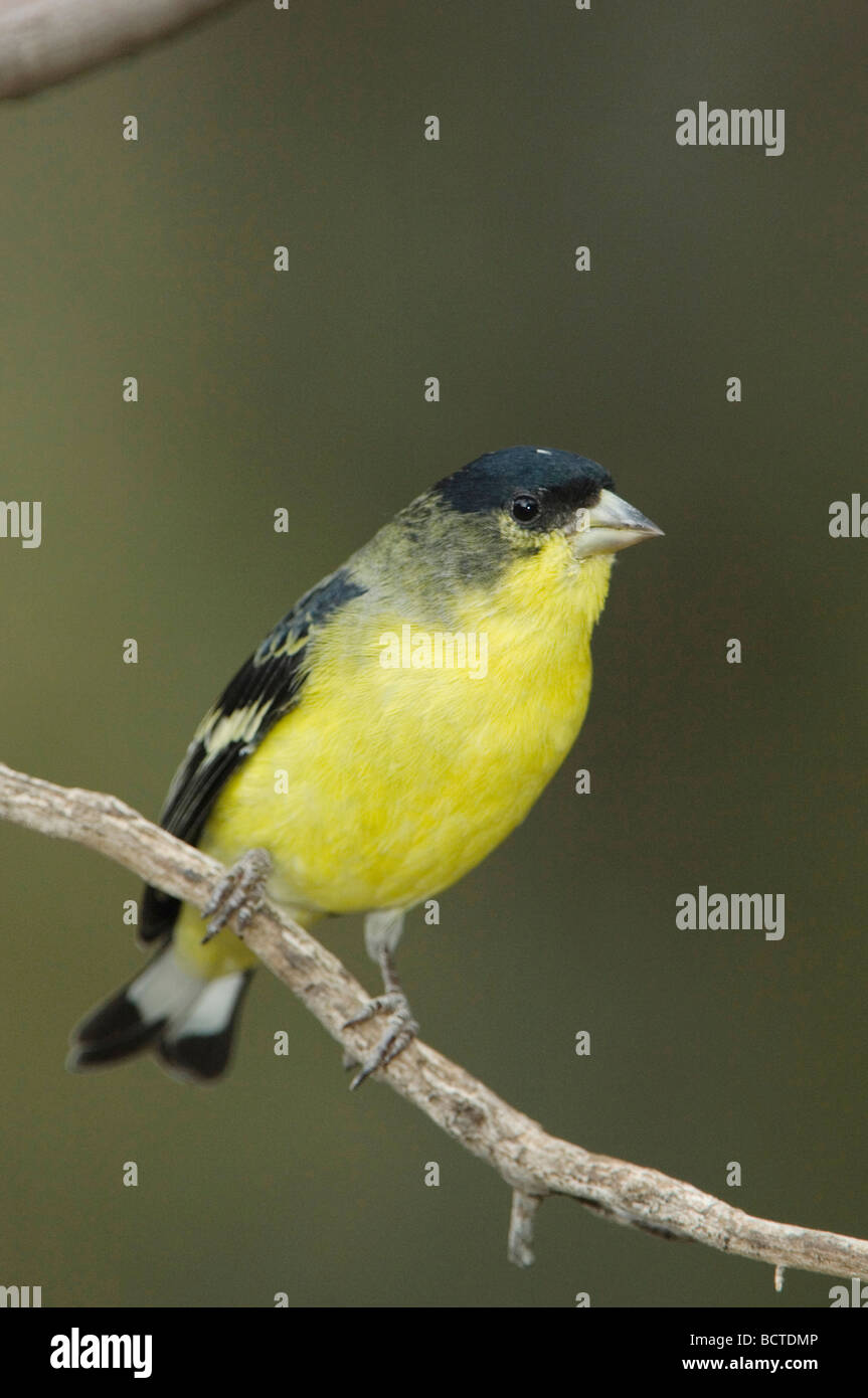 Green backed goldfinches hi-res stock photography and images - Alamy